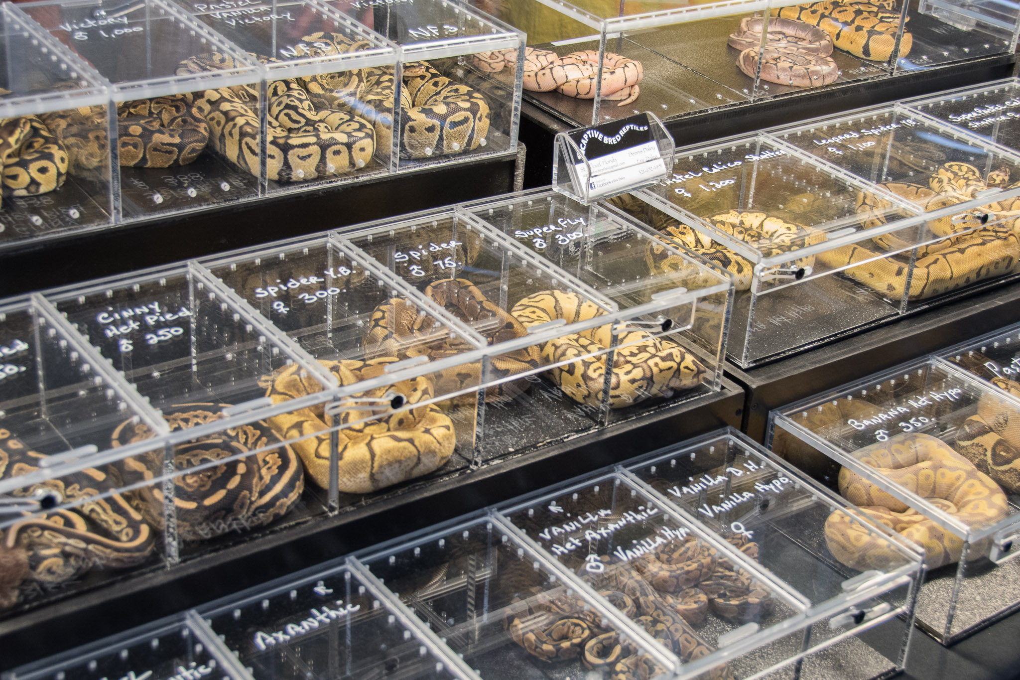 Repticon – Sharing Reptiles with the World | Home of the Drivel Slingshot